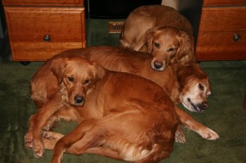 Fern Hill Golden Retrievers, beautiful top-quality field and working ...